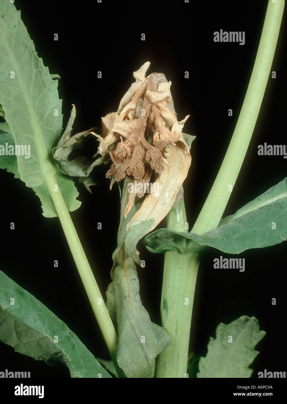 Grey mould Botrytis cinerea infection on oilseed rape flower bud Stock ...