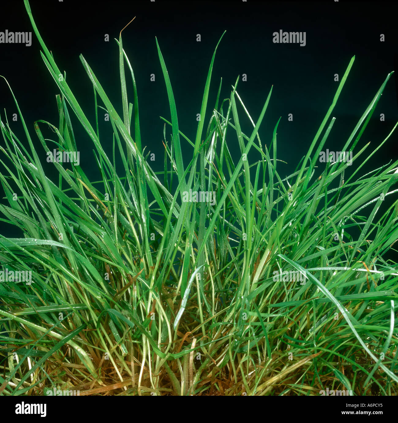 Mixed grass from spring pasture showing texture Stock Photo - Alamy