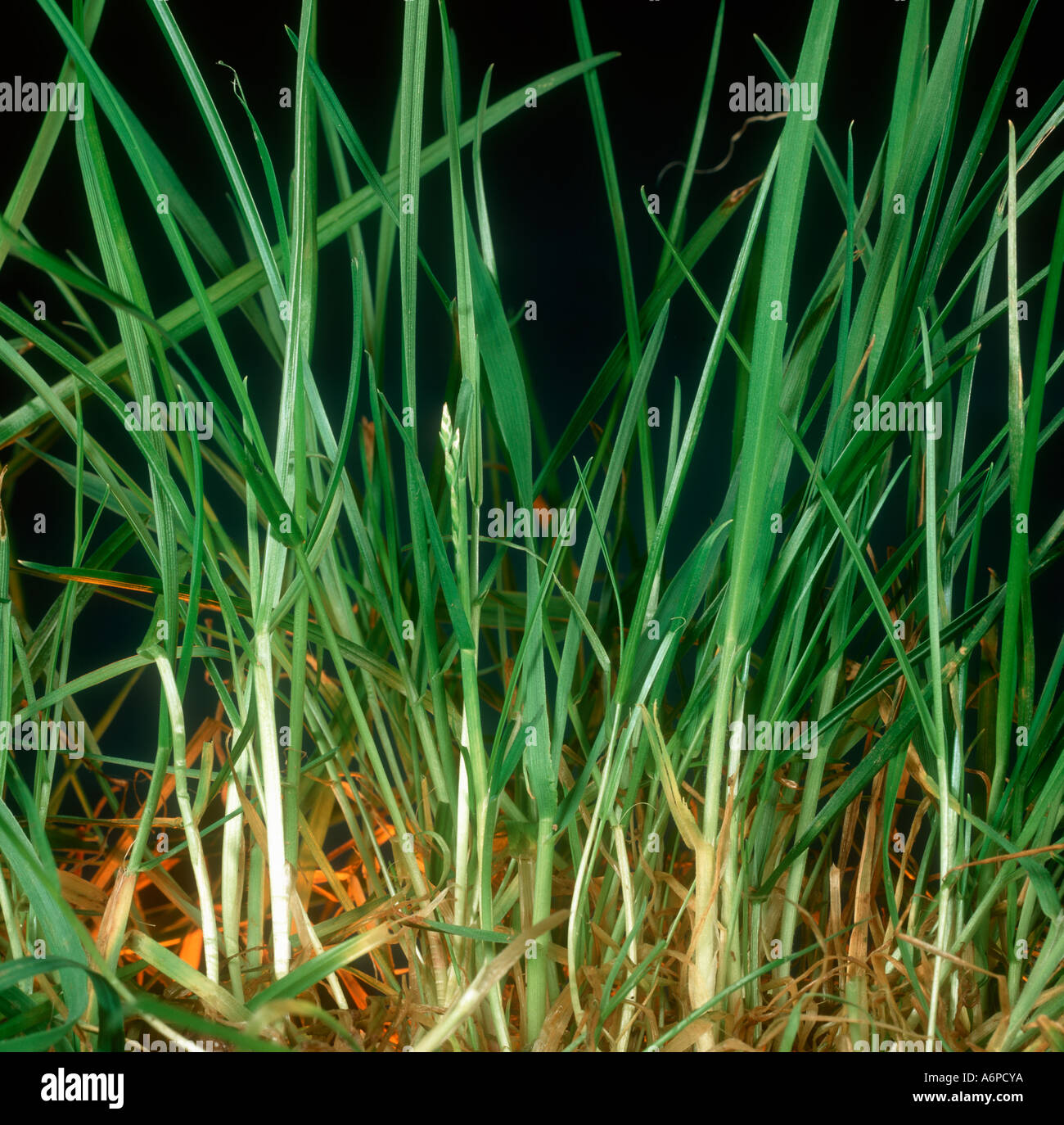 Mixed grass from spring pasture showing texture Stock Photo - Alamy