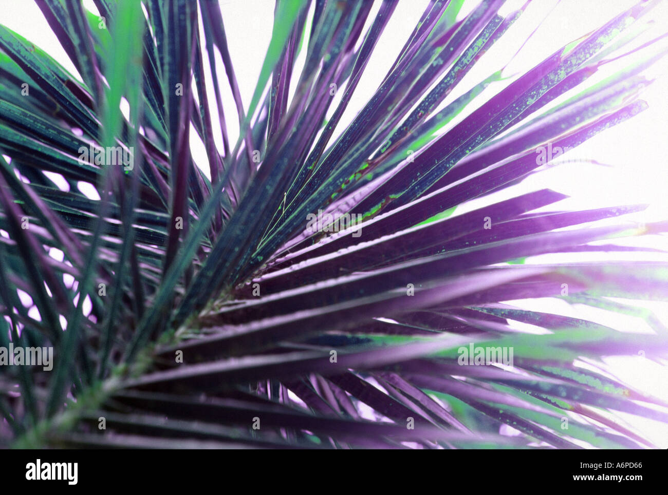 Plant with sharp leaves hi-res stock photography and images - Alamy