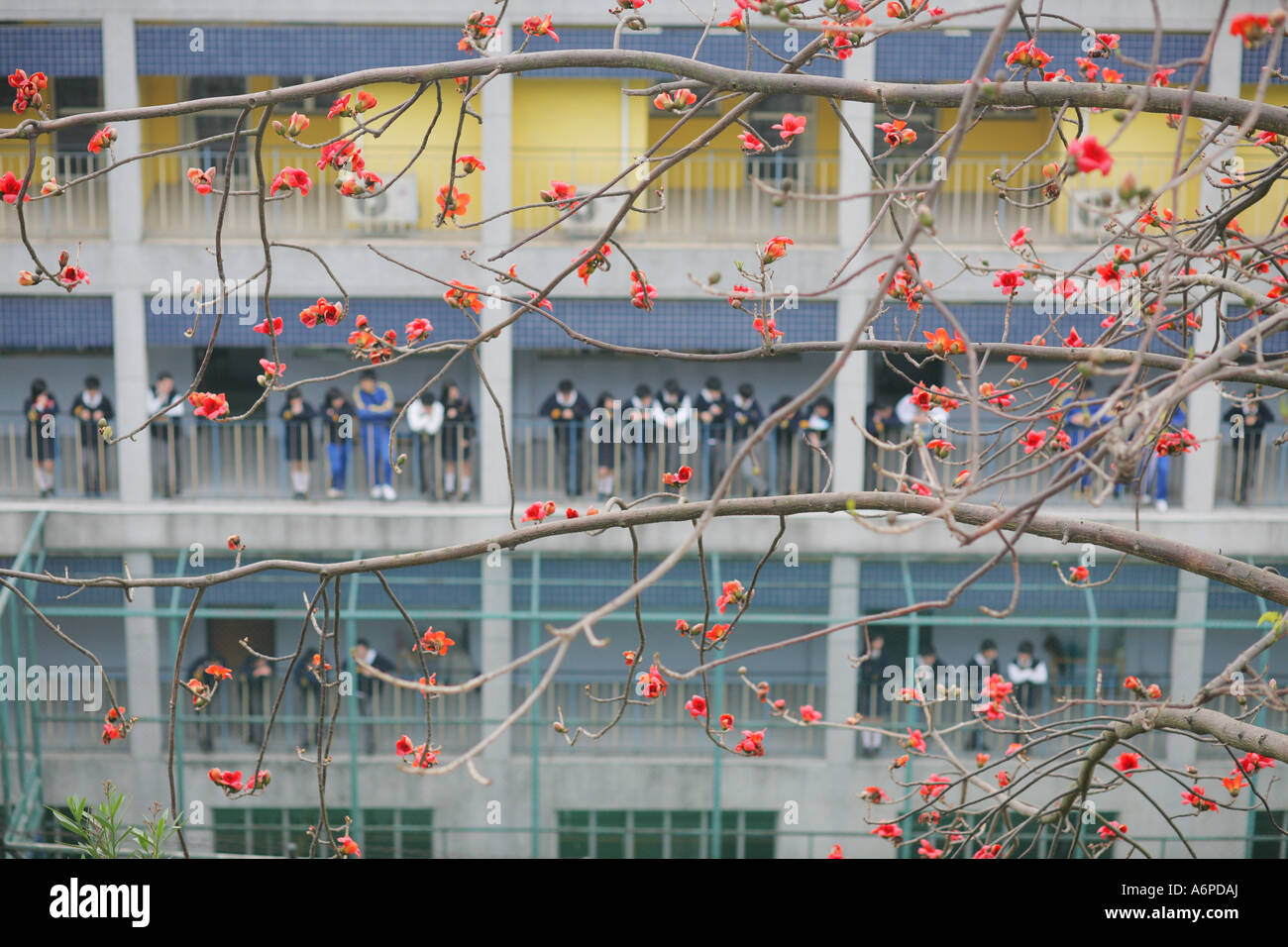 School and tree in Macau Stock Photo - Alamy