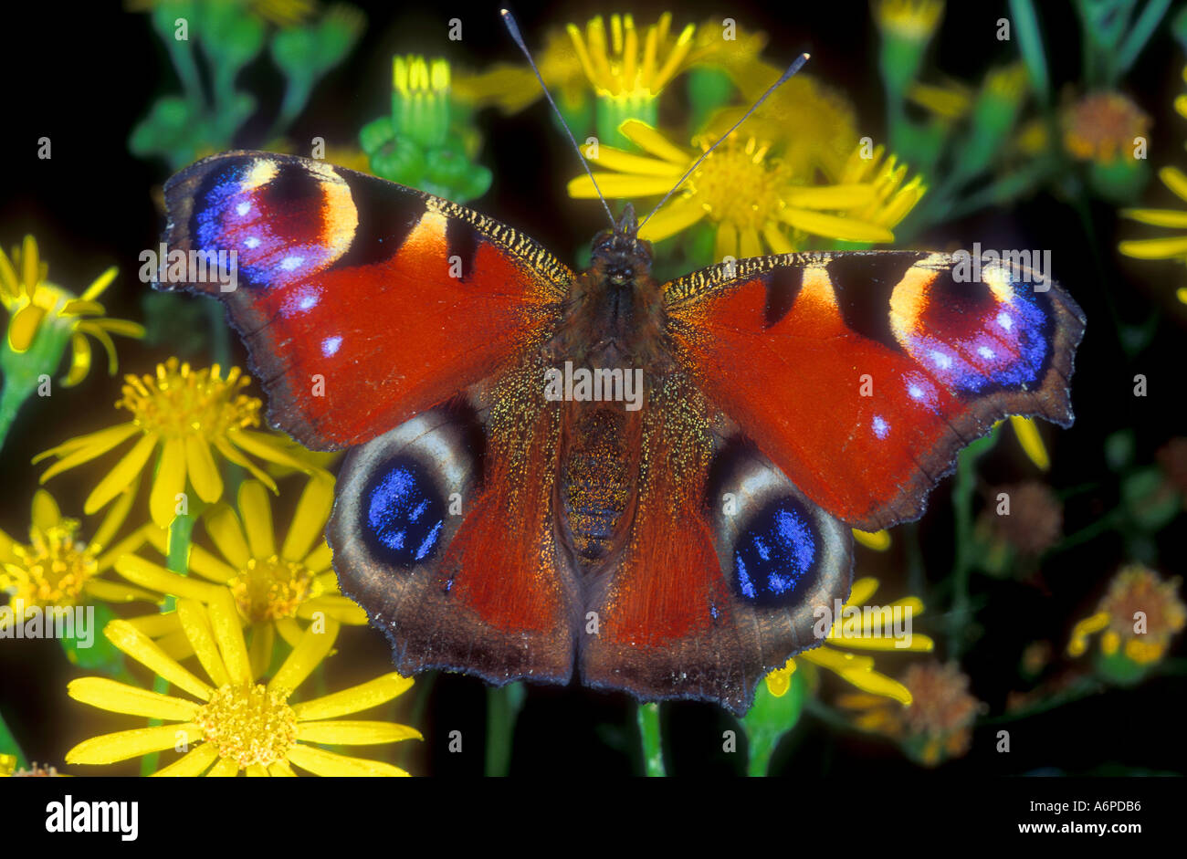 British peacock hi-res stock photography and images - Alamy