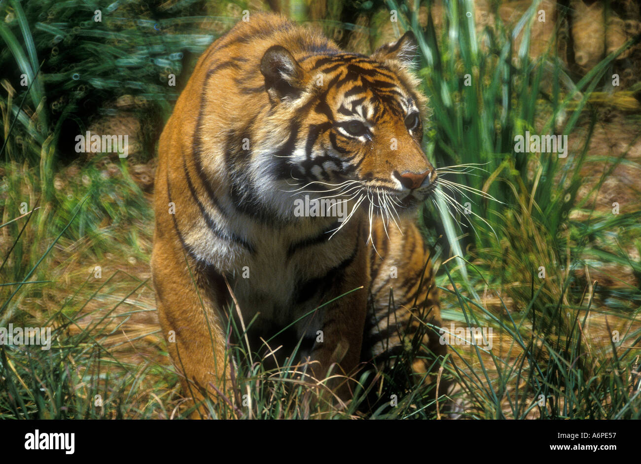 Tiger stalking prey Panthera tigris Stock Photo - Alamy