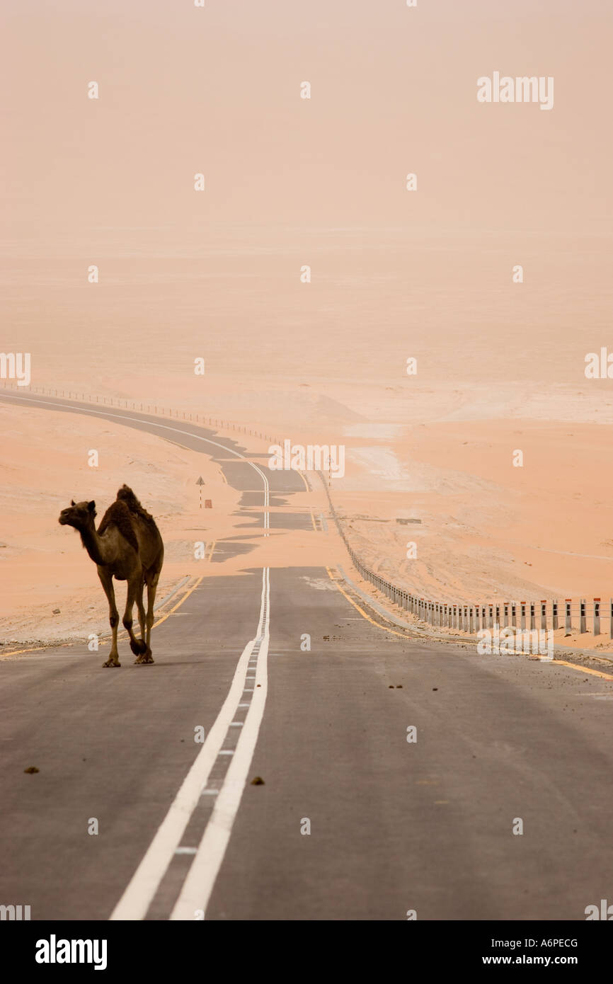 Lone camel on road Stock Photo - Alamy