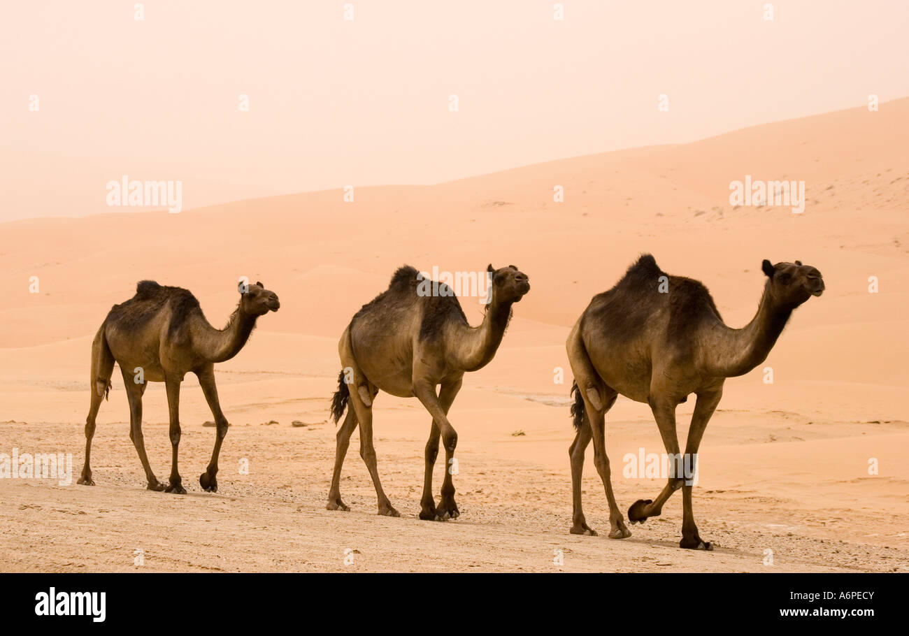 Line of three camels walking through desert Stock Photo - Alamy