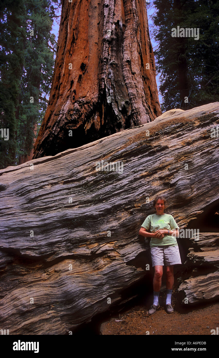 Giant sequioa trees in Sequoia National Park California USA Stock Photo ...