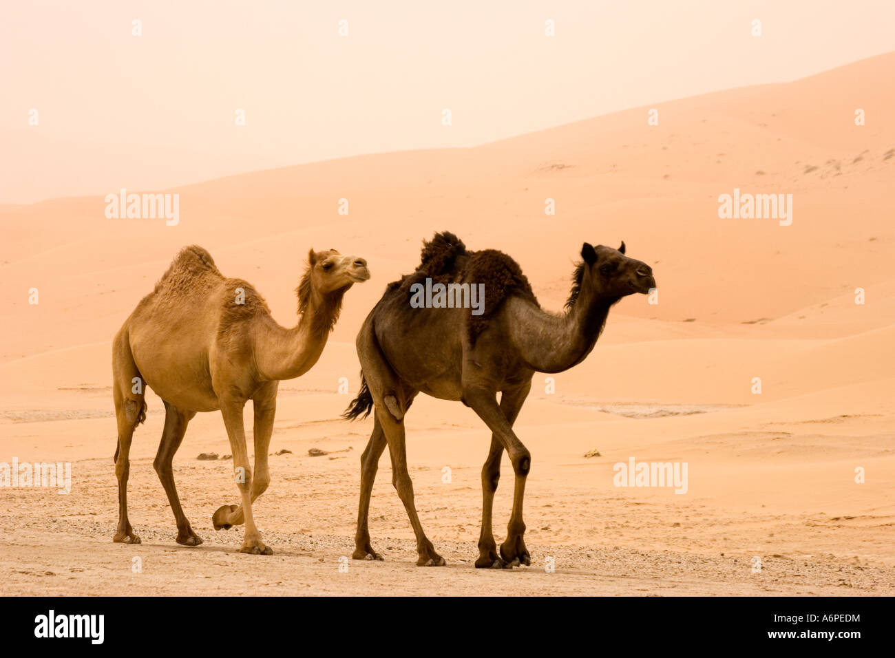Two camels walking through desert Stock Photo - Alamy