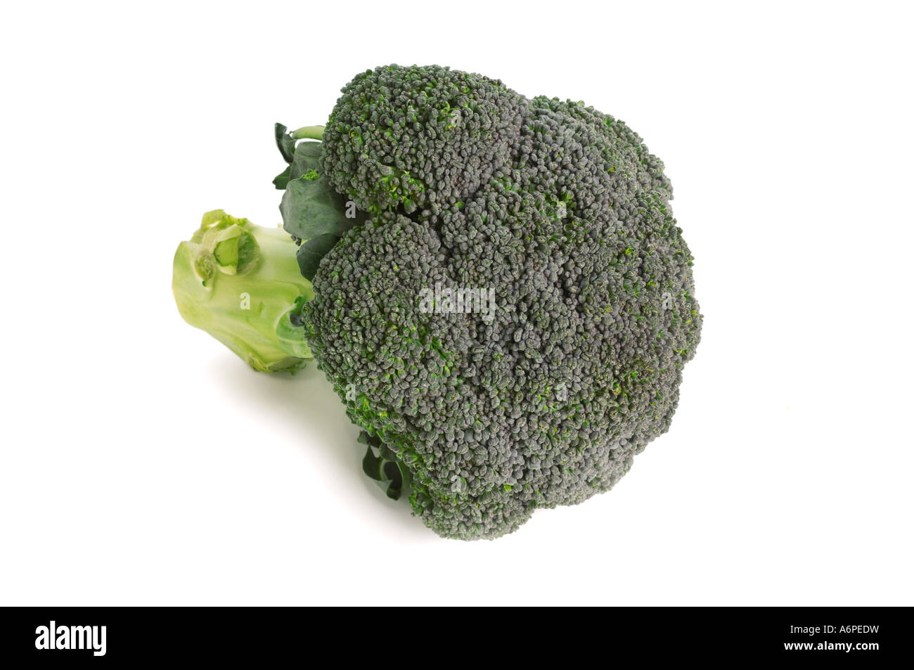 Head of Broccoli Stock Photo - Alamy