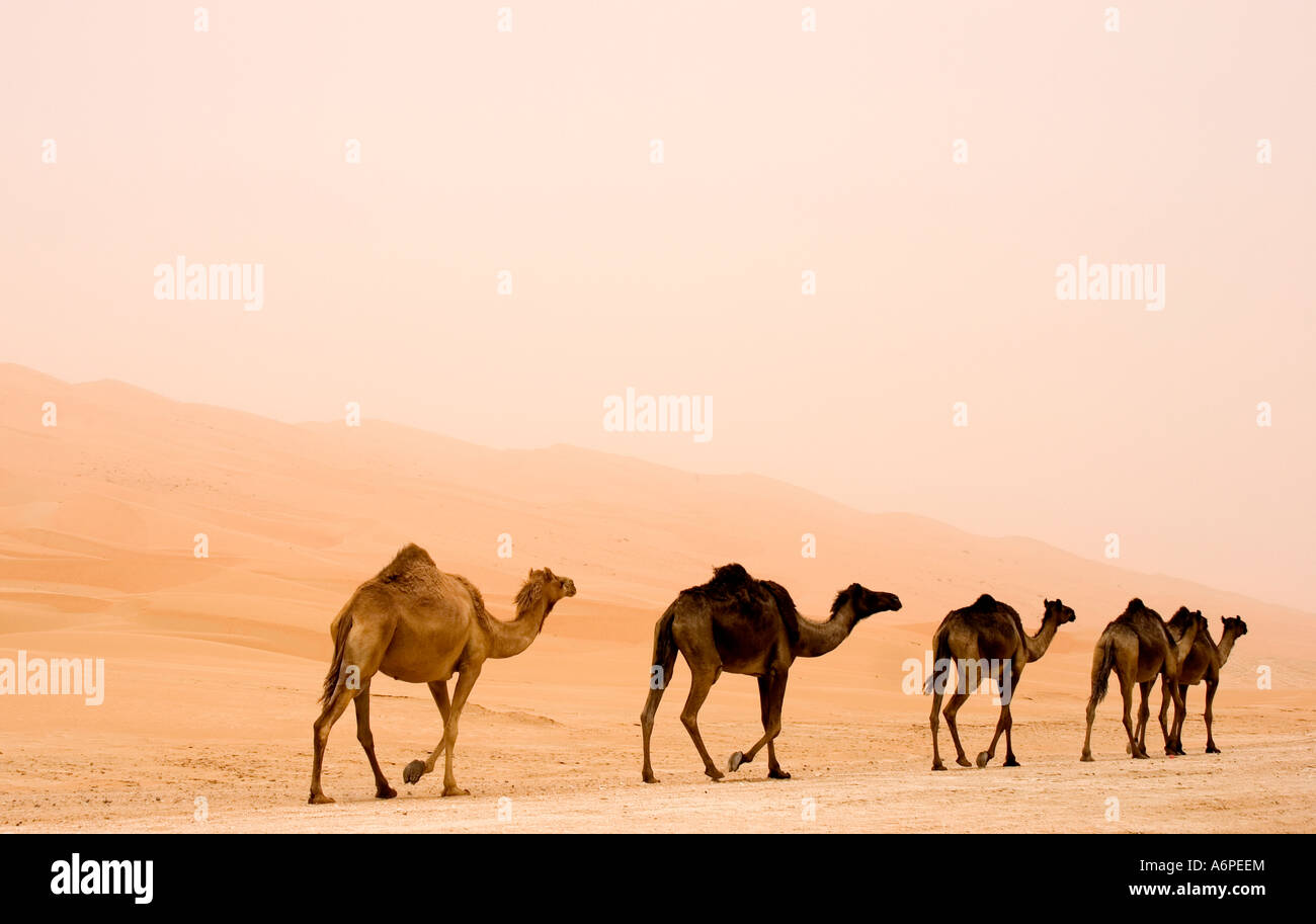 Line of camels walking through desert Stock Photo - Alamy