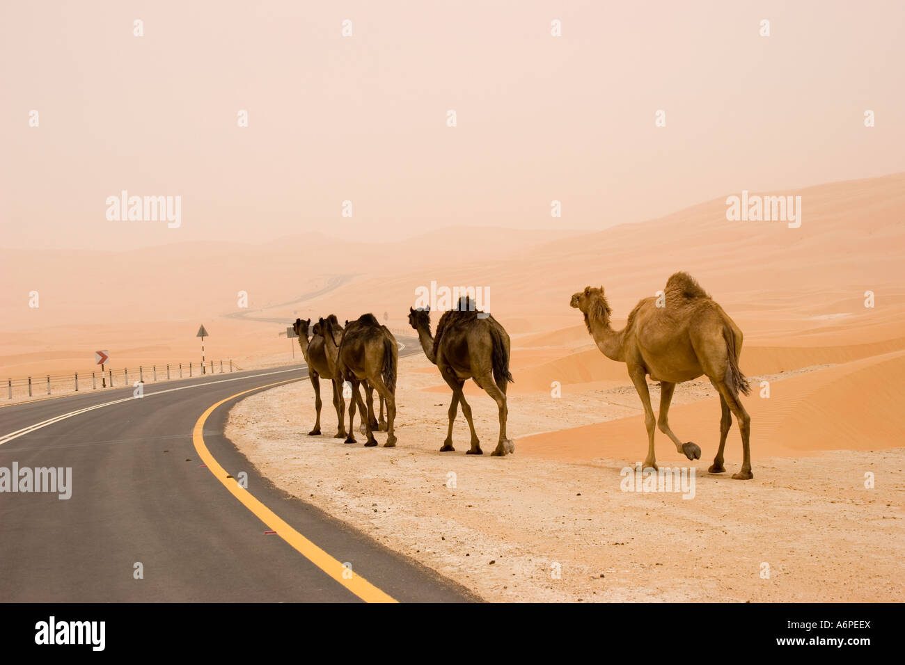 Line of camels approaching road Stock Photo - Alamy