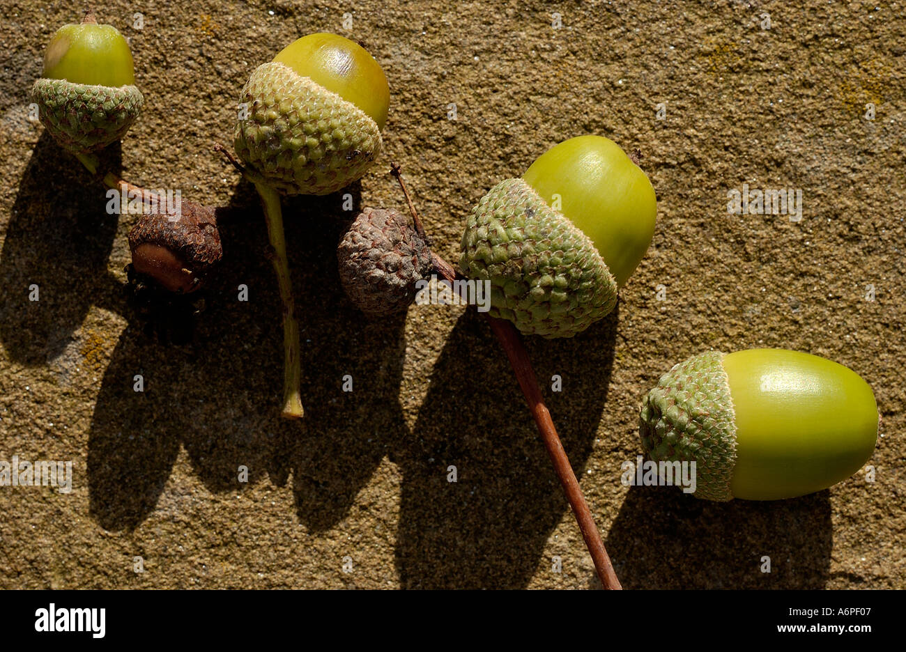 range of different sized oak tree acorns Seeds Stock Photo - Alamy