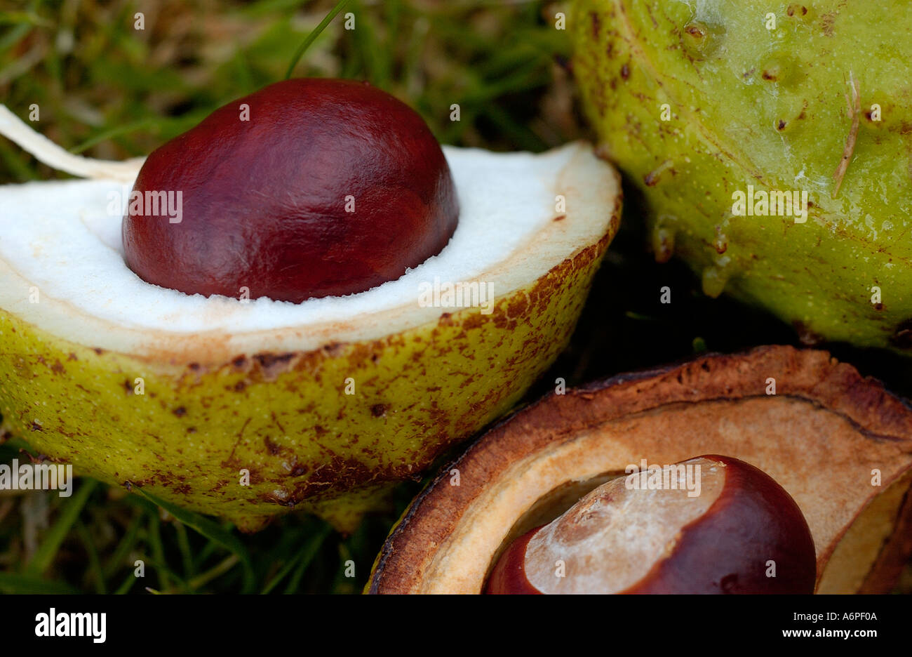 horse chestnut, conker and shell Stock Photo - Alamy