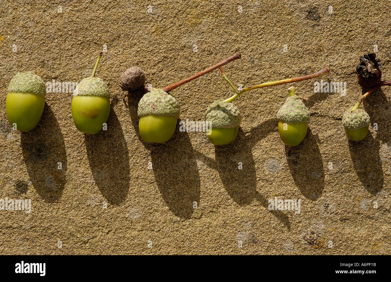 Drop acorns hi-res stock photography and images - Alamy