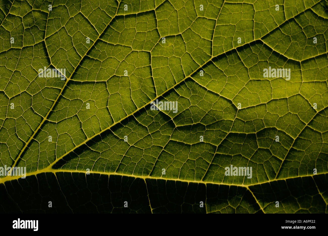 Photosynthesis leaf sun hi-res stock photography and images - Alamy
