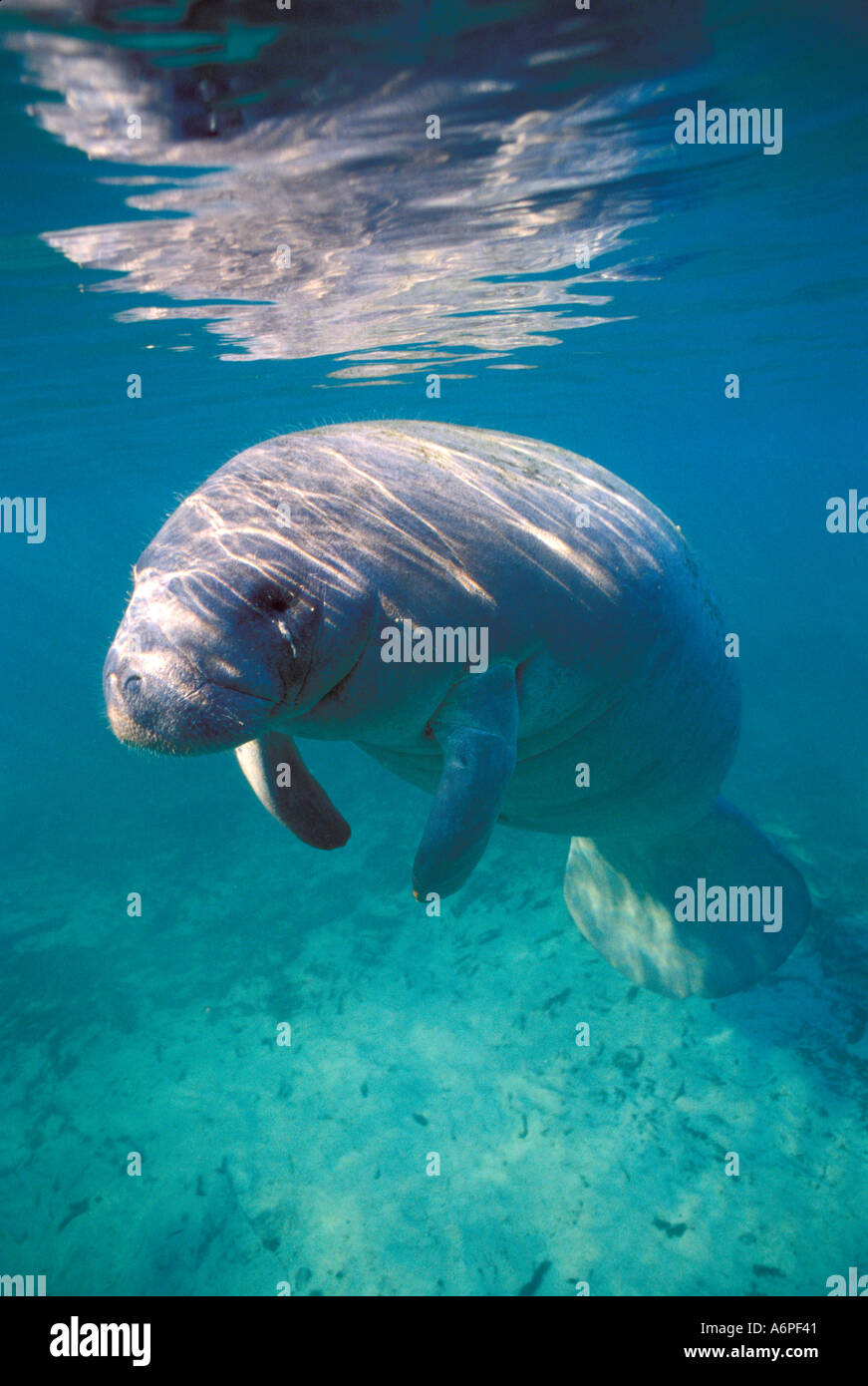 MAMMAL MANATEE West Indian Stock Photo - Alamy