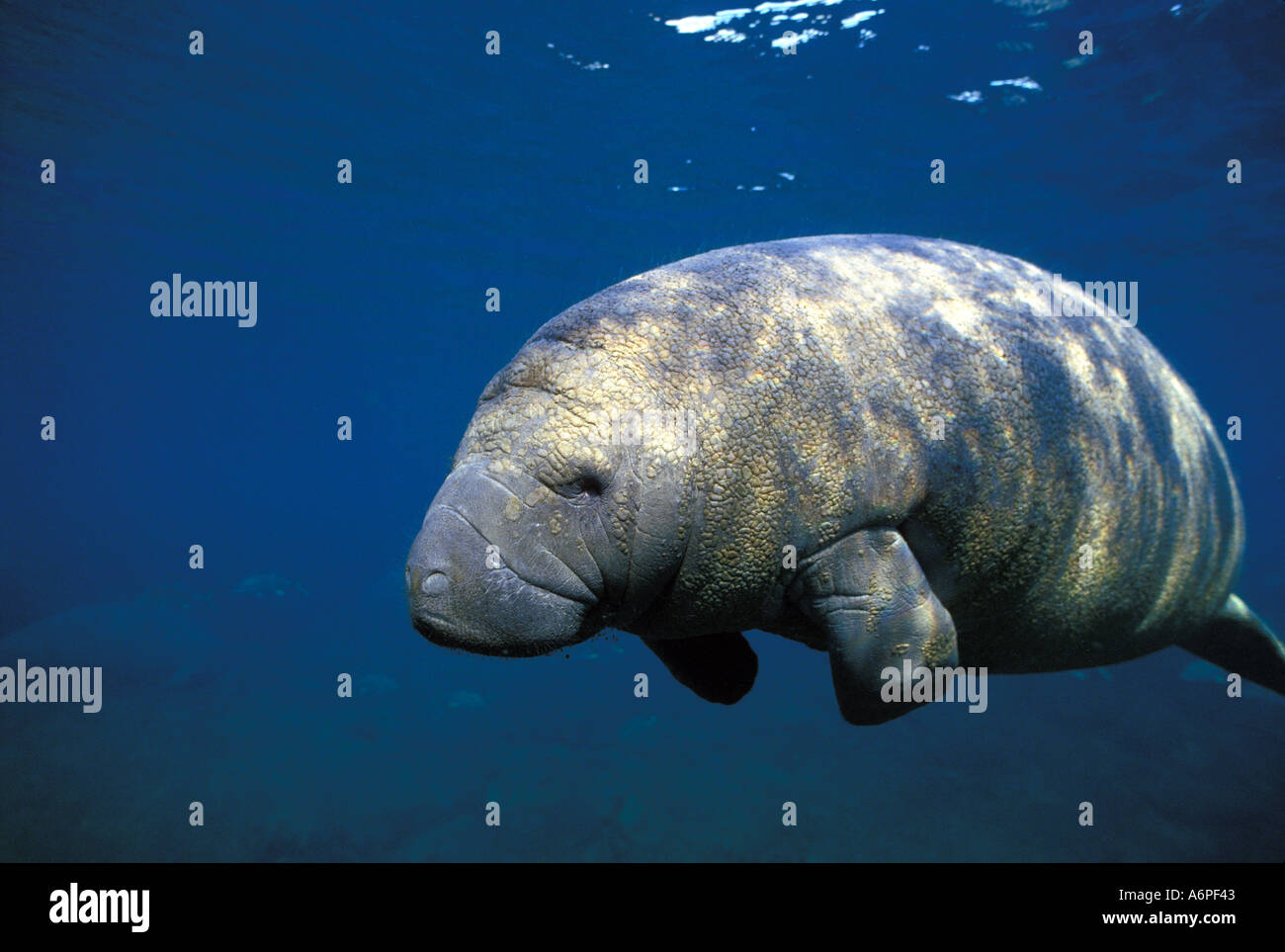 MAMMAL MANATEE West Indian Stock Photo - Alamy