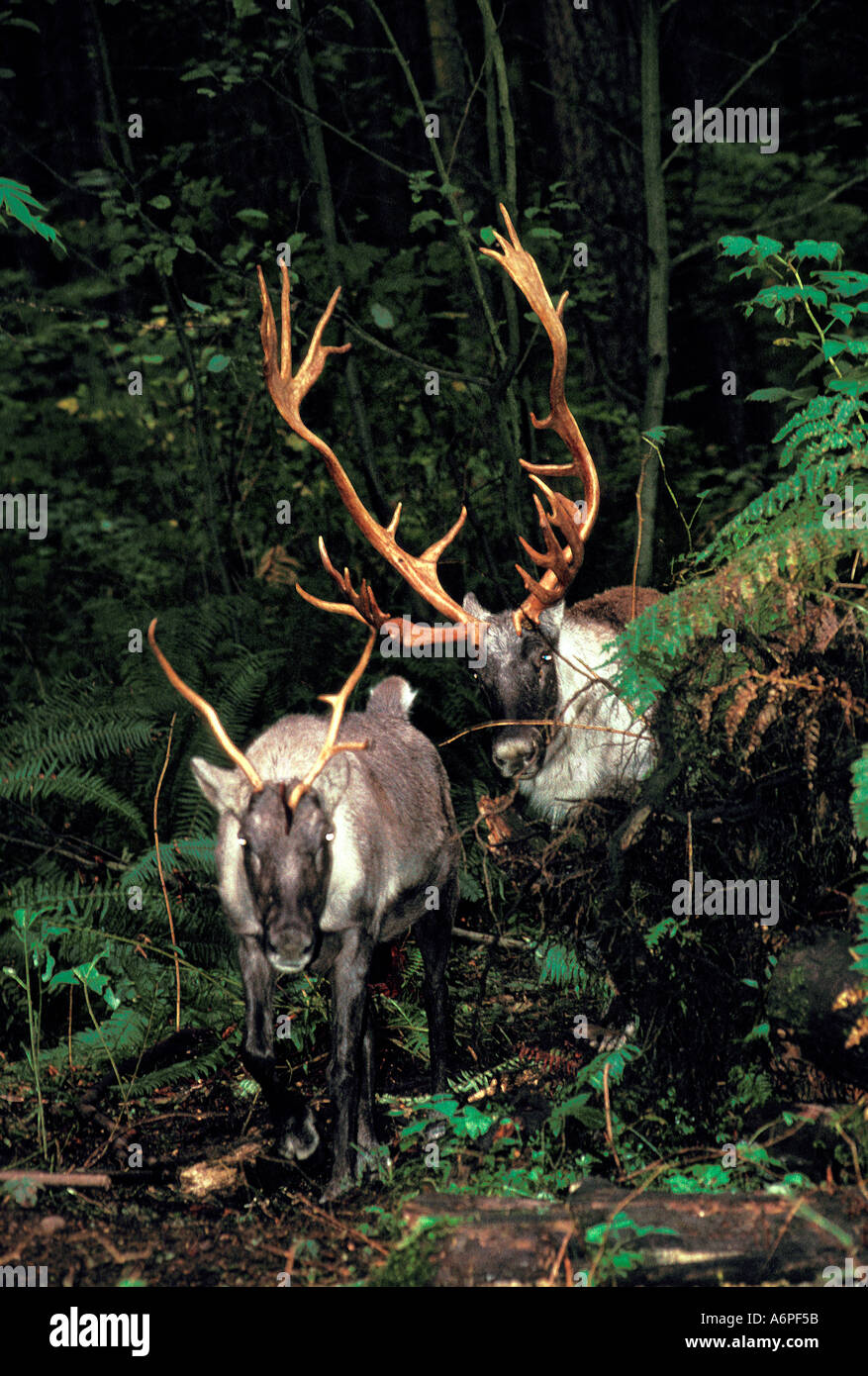 MAMMAL CARIBOU Woodland Stock Photo - Alamy