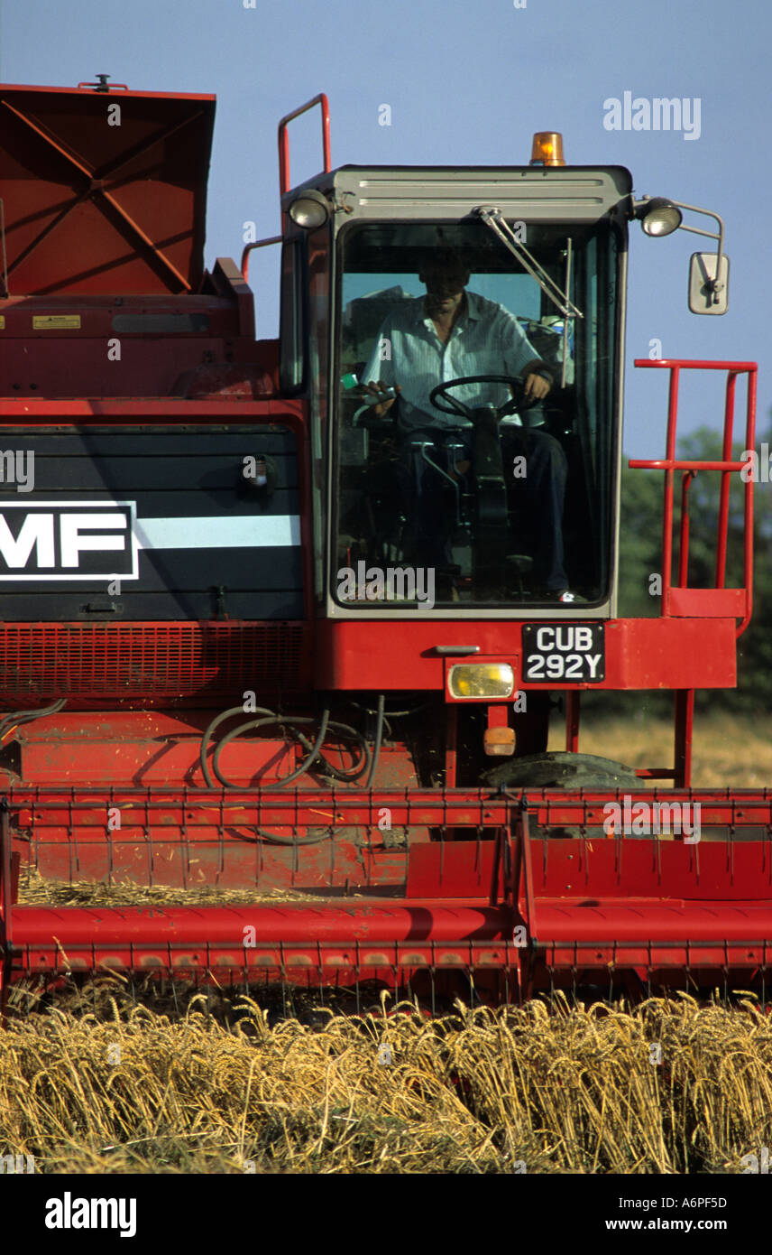 farmer driving combine harvester harvesting wheat in field yorkshire uk ...
