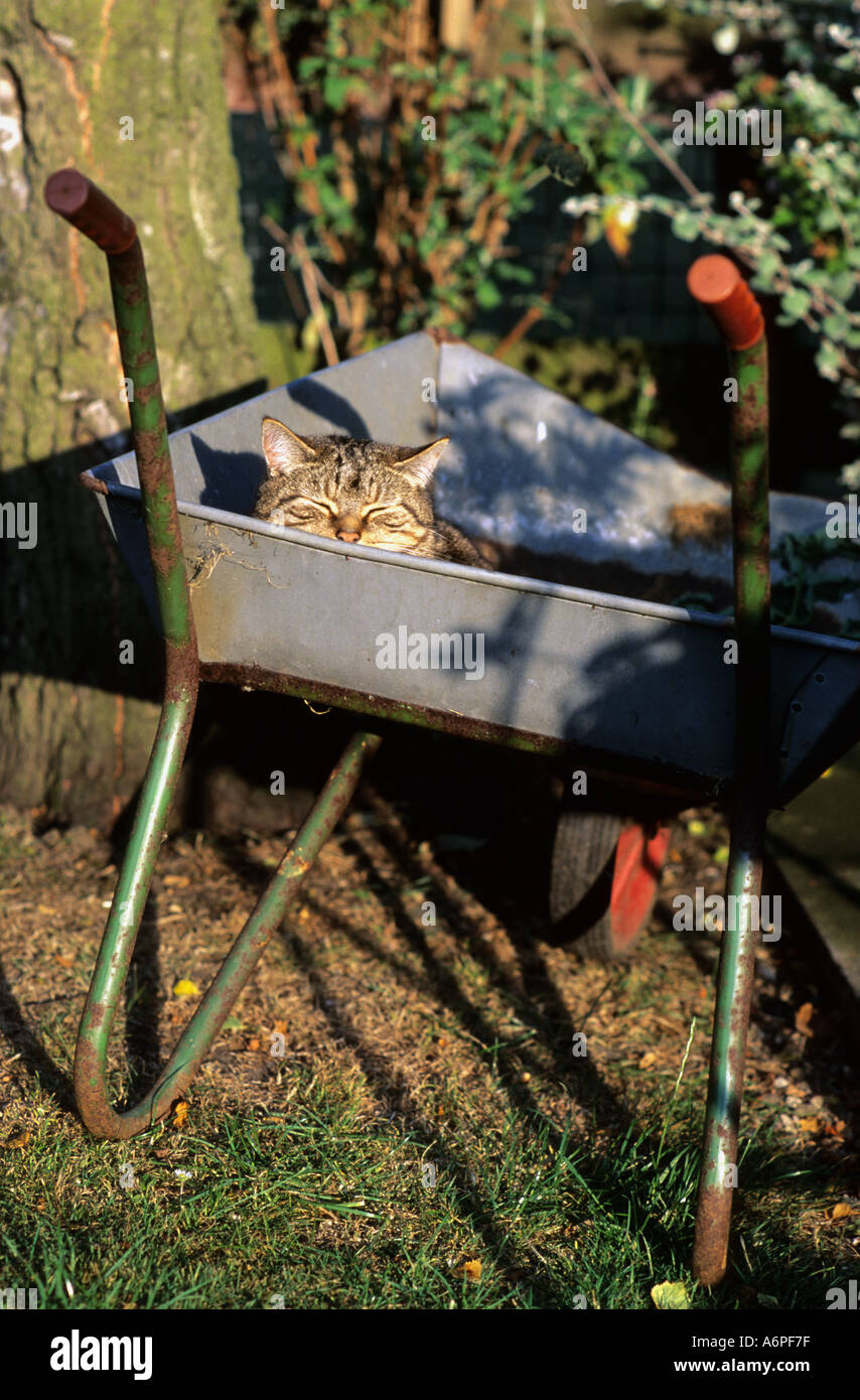 tabby cat asleep in wheelbarrow in garden uk Stock Photo - Alamy