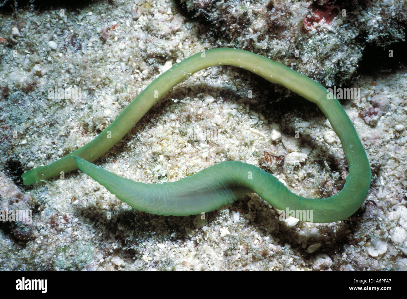 Ribbon worm hi-res stock photography and images - Alamy