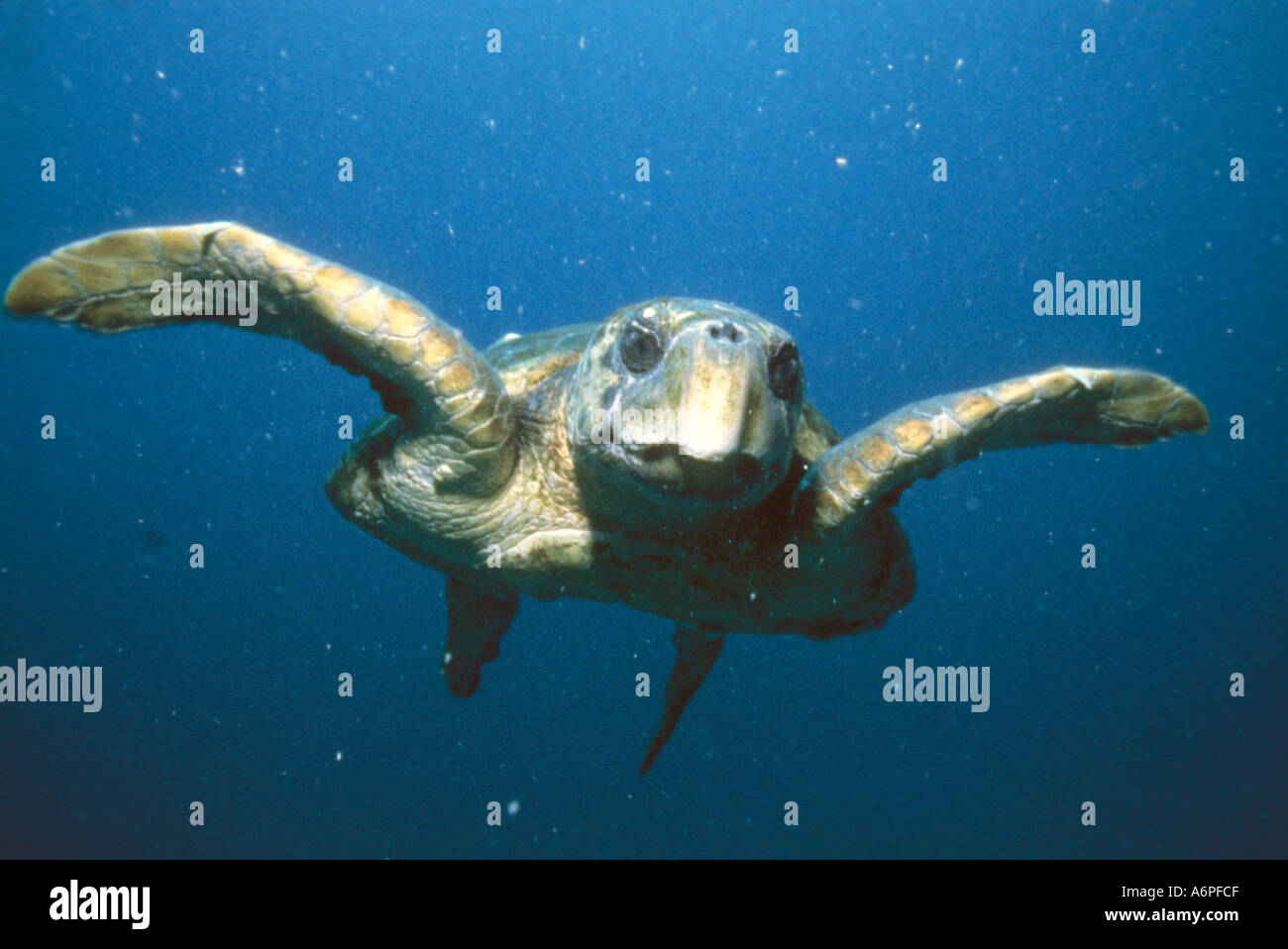REPTILE TURTLE Loggerhead Stock Photo - Alamy