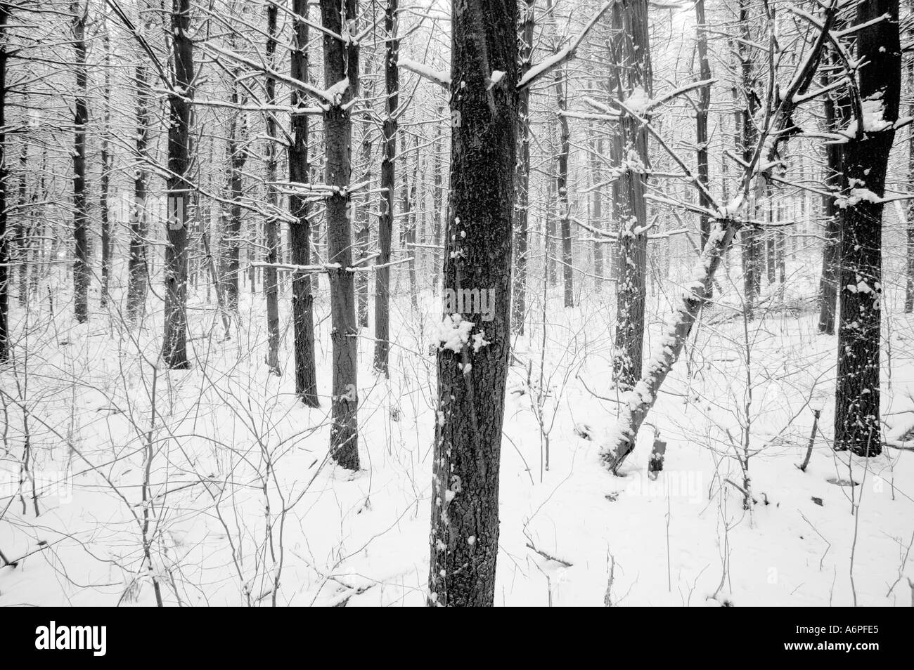 Pine trees form a graphic pattern of vertical lines as they are covered ...
