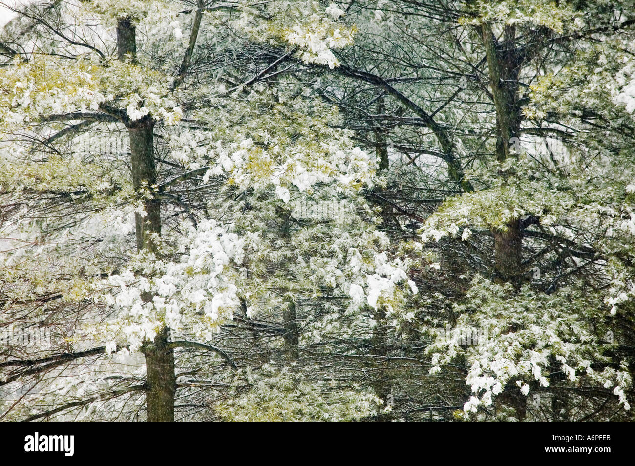 Coated trees hi-res stock photography and images - Alamy