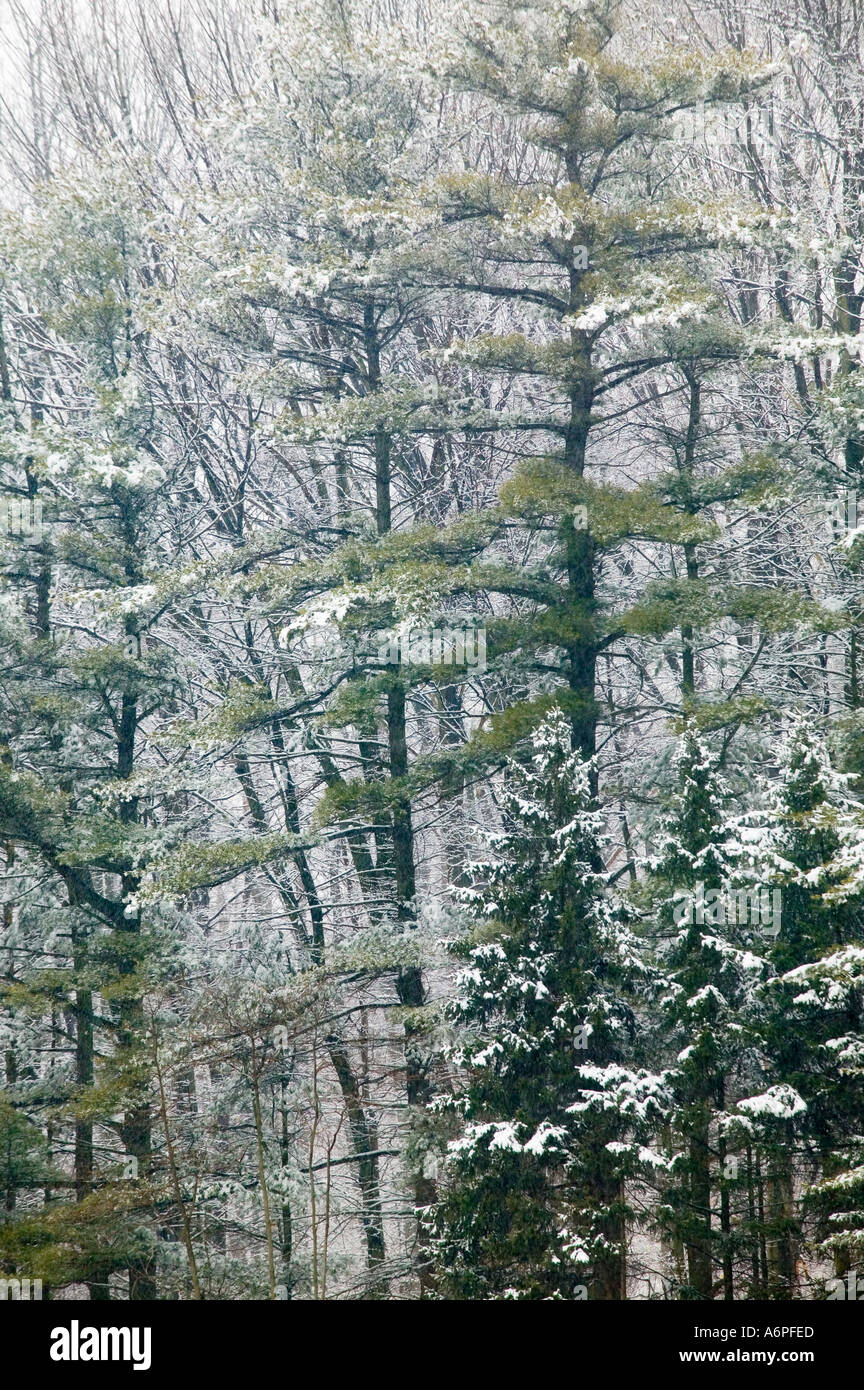 Pine trees coated in snow Stock Photo - Alamy