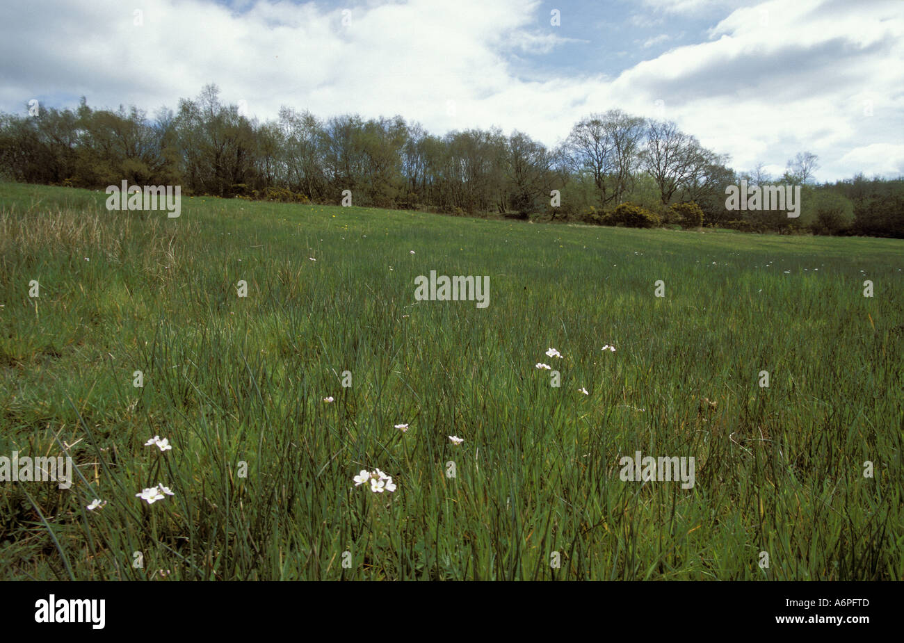 Flower blackdown hills aonb devon hi-res stock photography and images ...