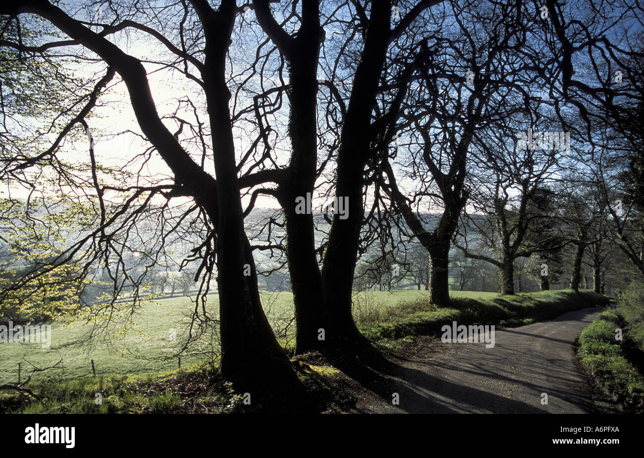Roadside trees on minor road north of Monkton Blackdown Hills AONB ...