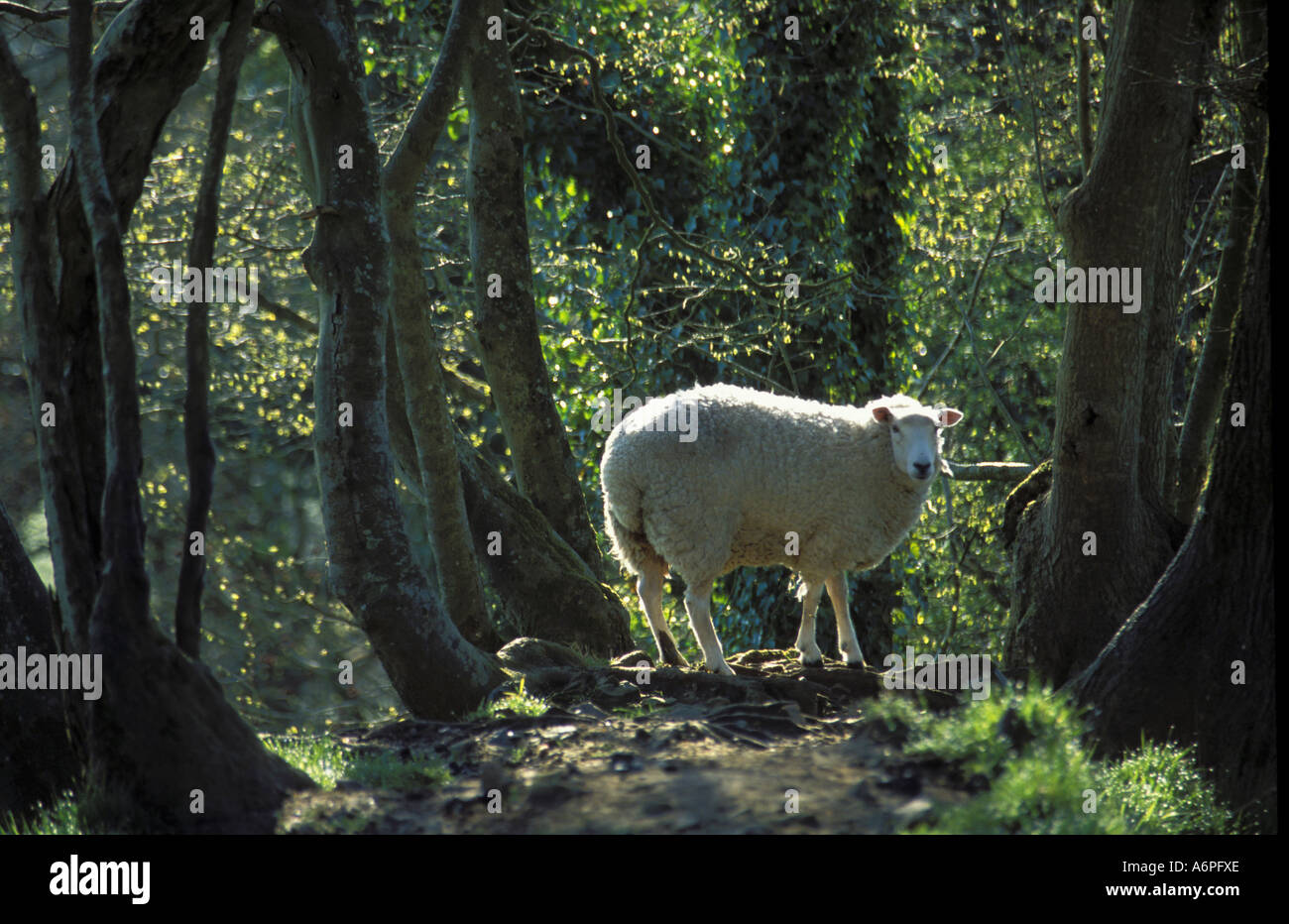 Sheep on ancient hedgerow surrounded by hedgerow trees in the Blackdown ...