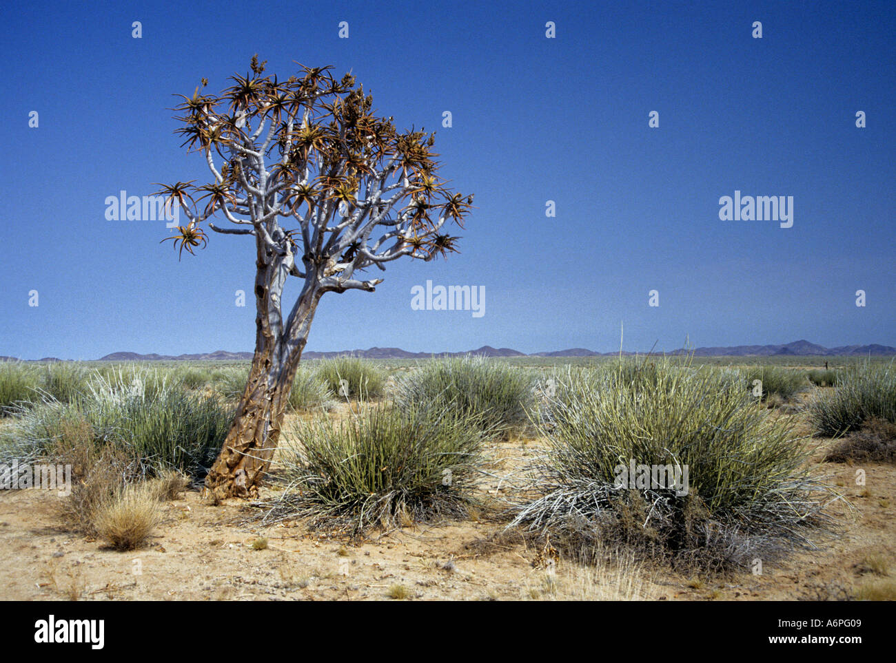 Kokerboom or quiver tree Aloe dichotoma Namibia Africa Stock Photo - Alamy