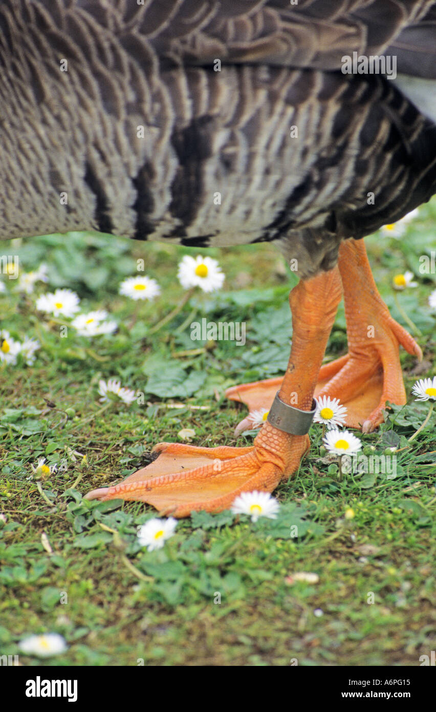 Webbed feet hi-res stock photography and images - Alamy