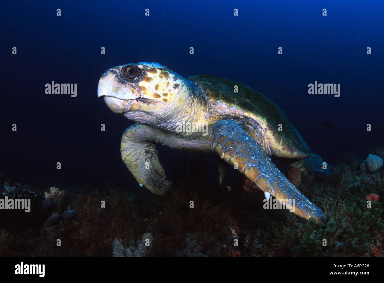 Loggerhead Turtle Caretta caretta Stock Photo - Alamy