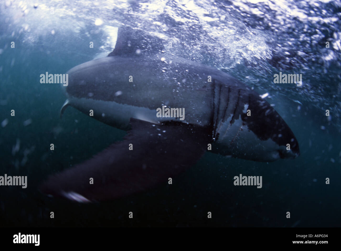 Great White Shark Carcharodon carcharias Stock Photo - Alamy