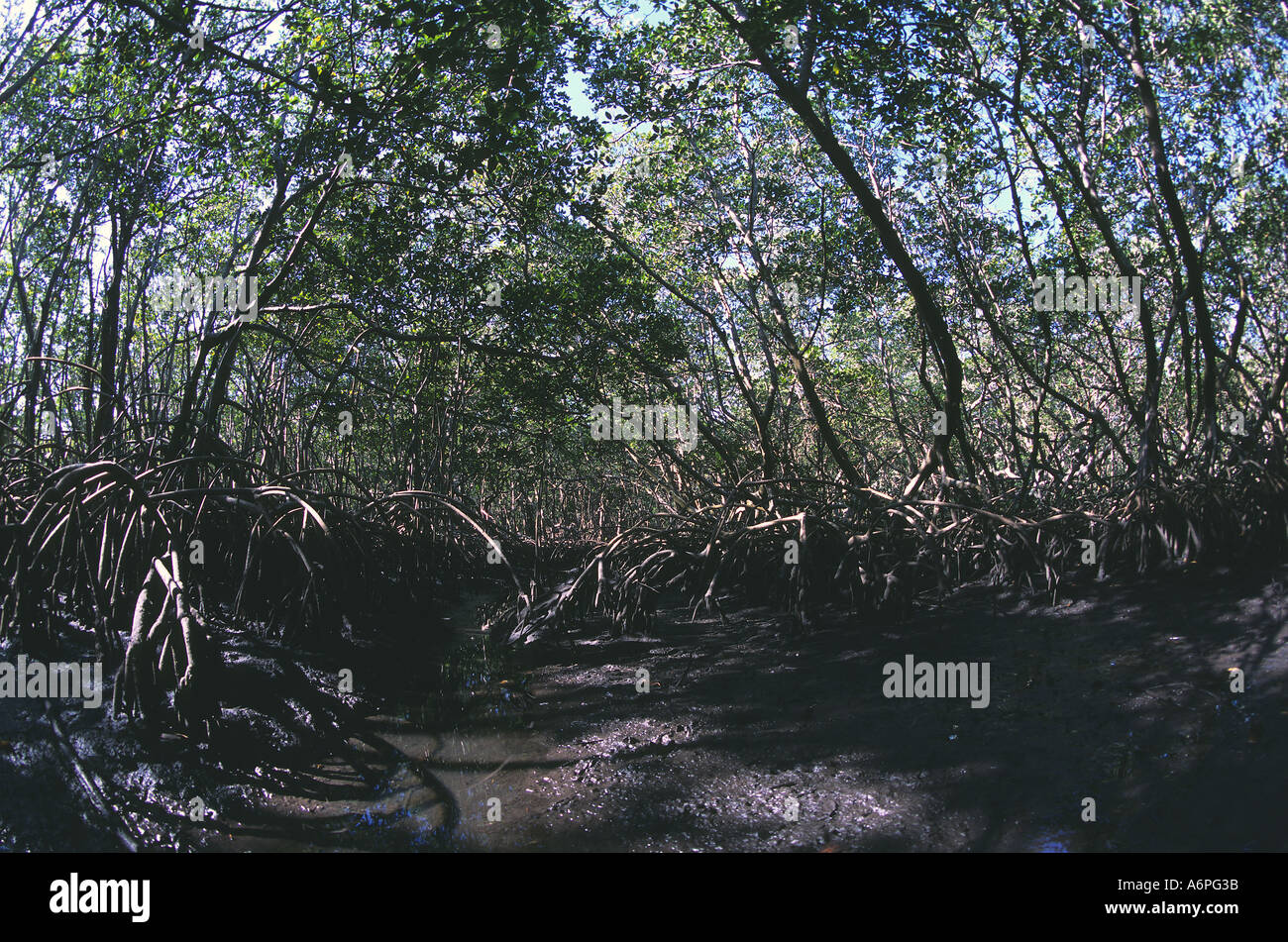 Red Mangrove Trees Rhizophora mangle Stock Photo - Alamy