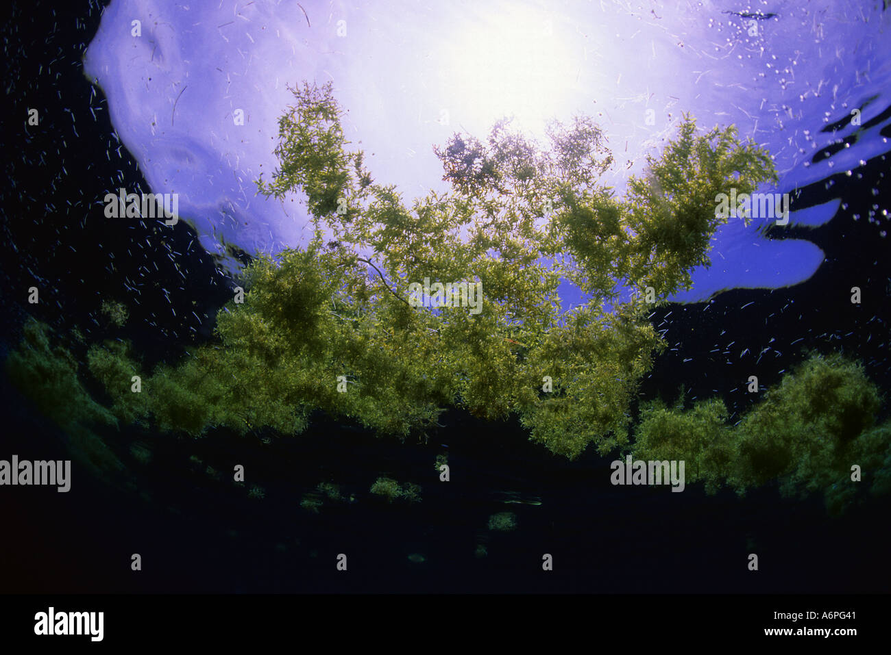 Sargassum mats hi-res stock photography and images - Alamy