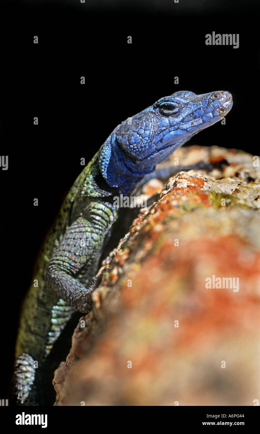 Blue headed lizard against black background at Rhodes grave Matopos ...