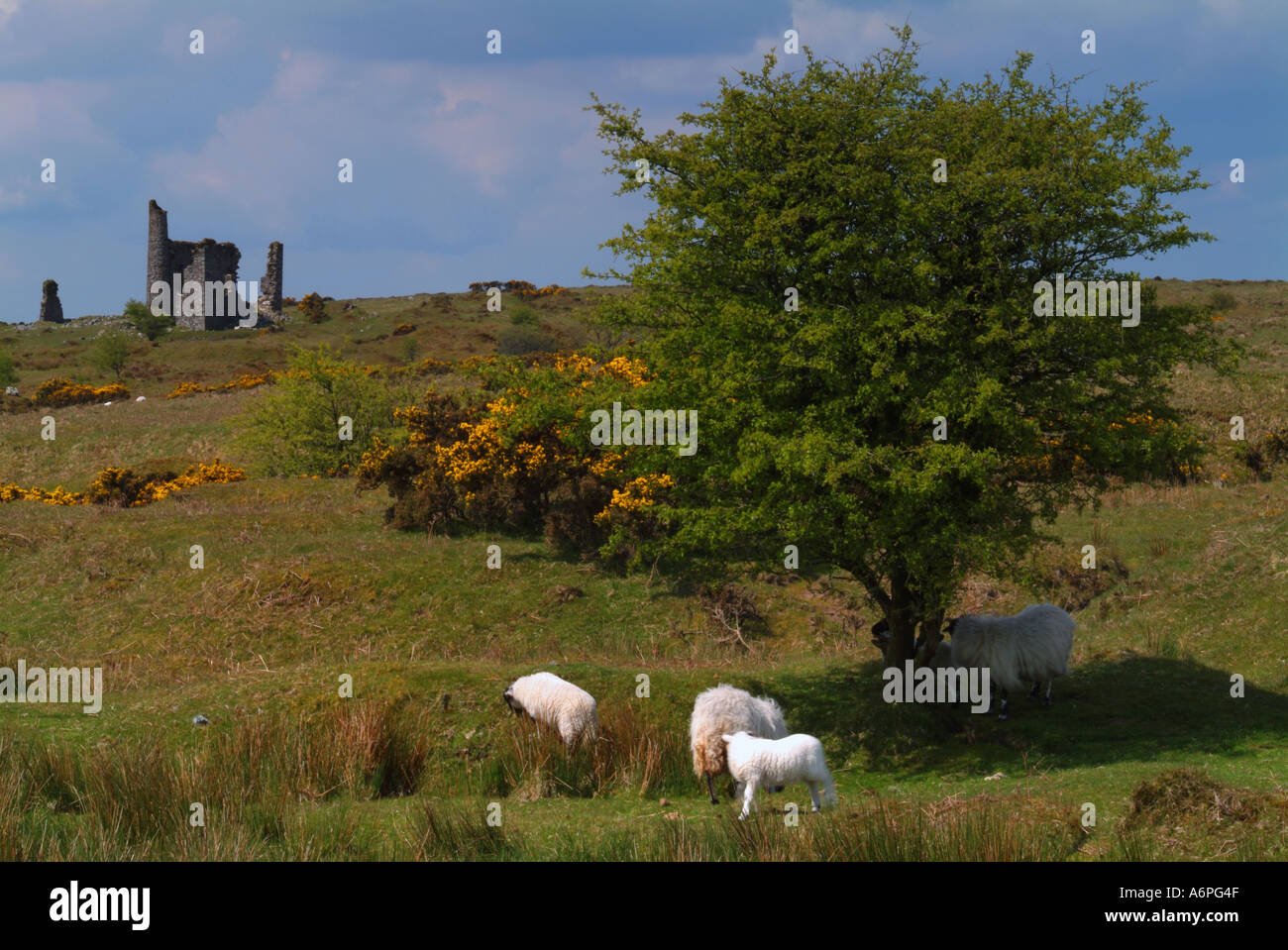 Sheep grazing under a tree with tin mining ruins in the background ...