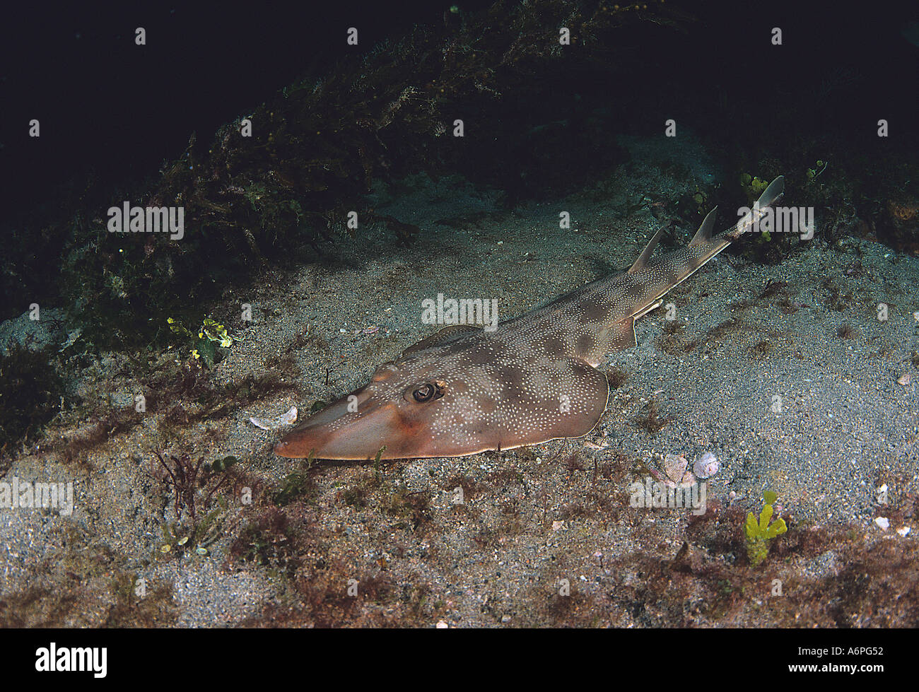 Atlantic Guitarfish Rhinobatos lentiginosus Stock Photo - Alamy
