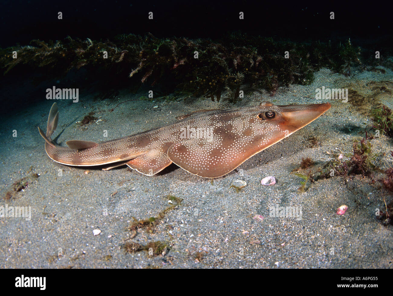 Rhinobatos hi-res stock photography and images - Alamy