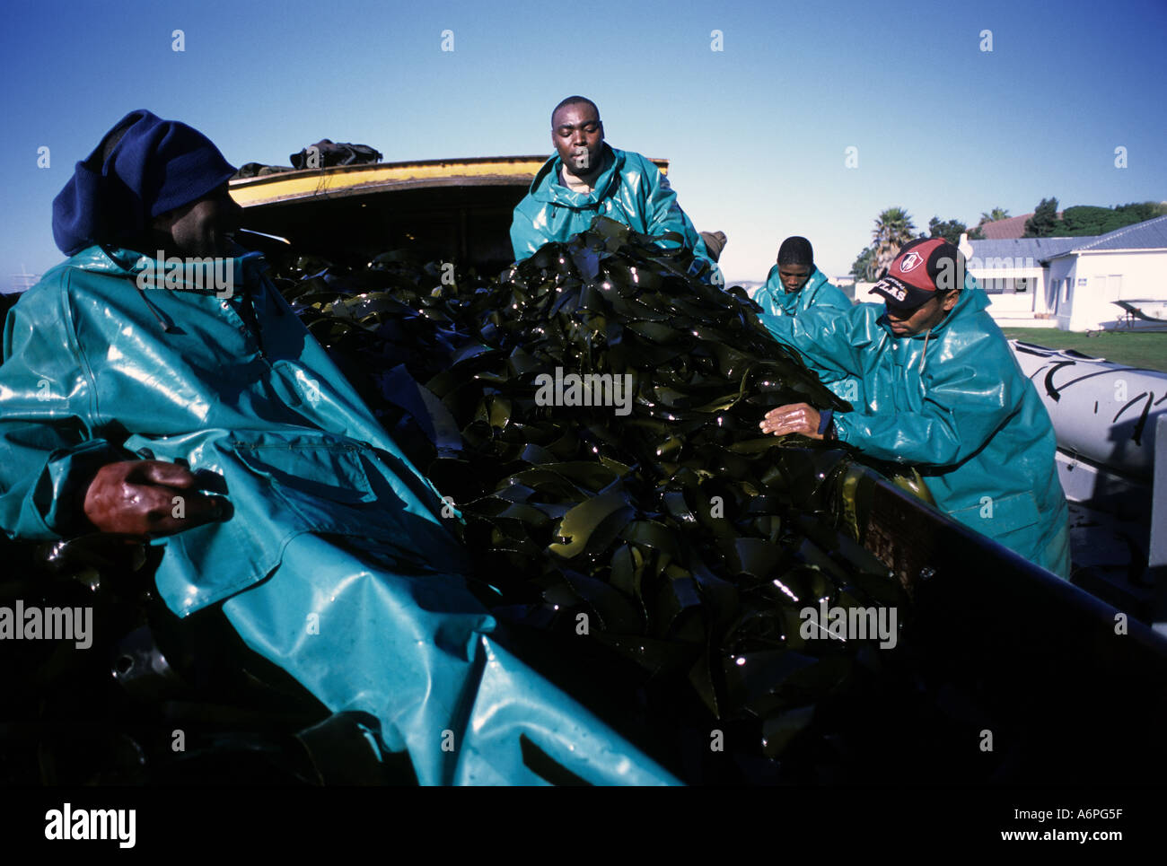 Kelp Harvesting in Gansbaai South Africa Stock Photo - Alamy