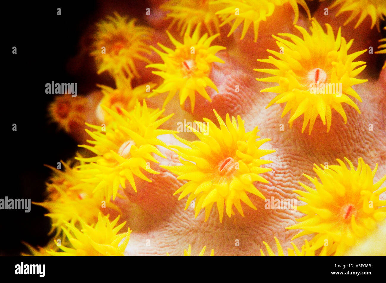 Tubestrea faulkneri hi-res stock photography and images - Alamy