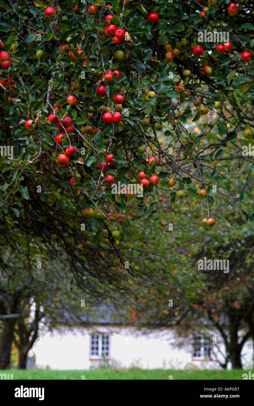 Apple trees in a Devon orchard UK Stock Photo - Alamy
