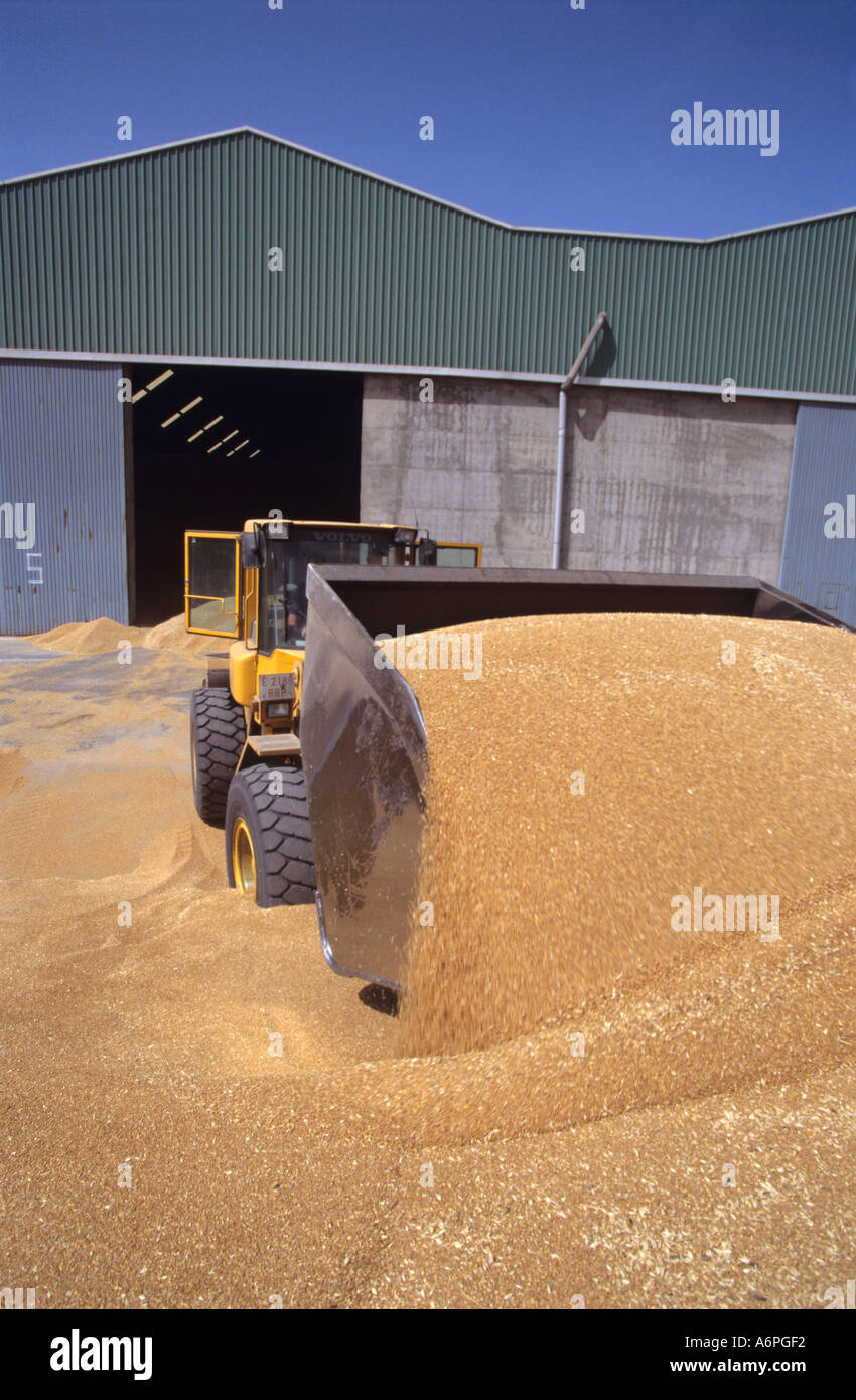 front end loader shoveling grain in a grain storage facility Stock ...