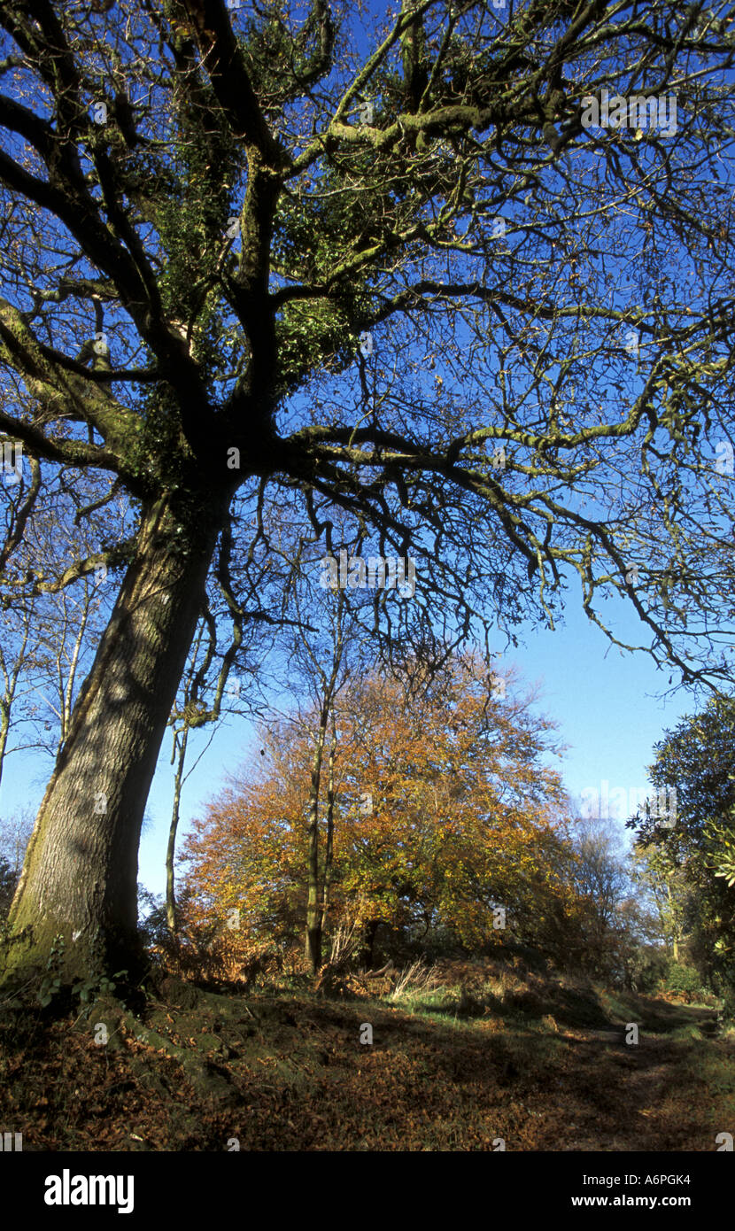 Oak and Beech trees in autumn in Rhododendron Wood East Devon England ...