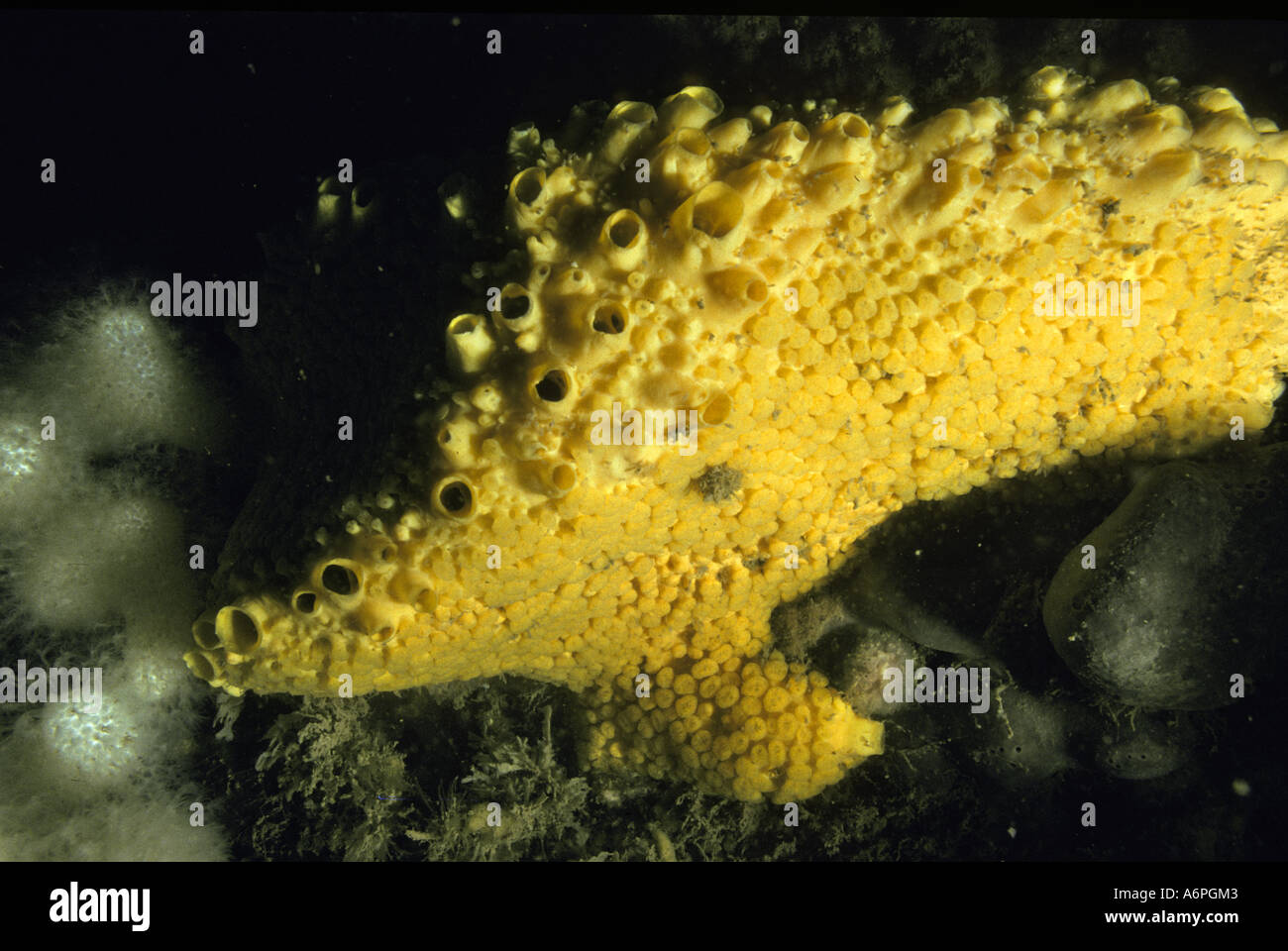 Yellow boring sponge hi-res stock photography and images - Alamy
