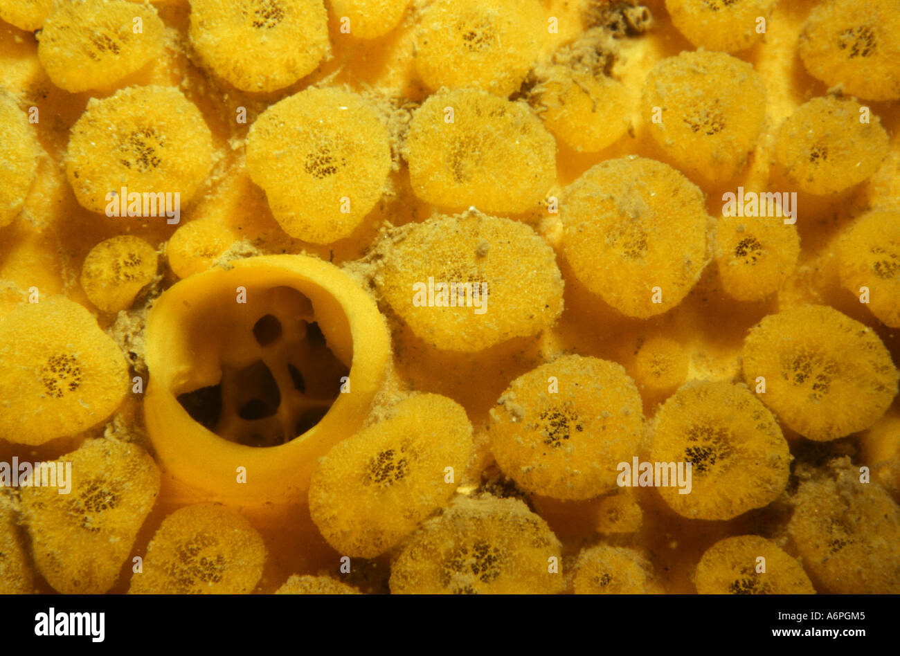 Close up of a Boring Sponge Cliona celata off the south devon coast of ...