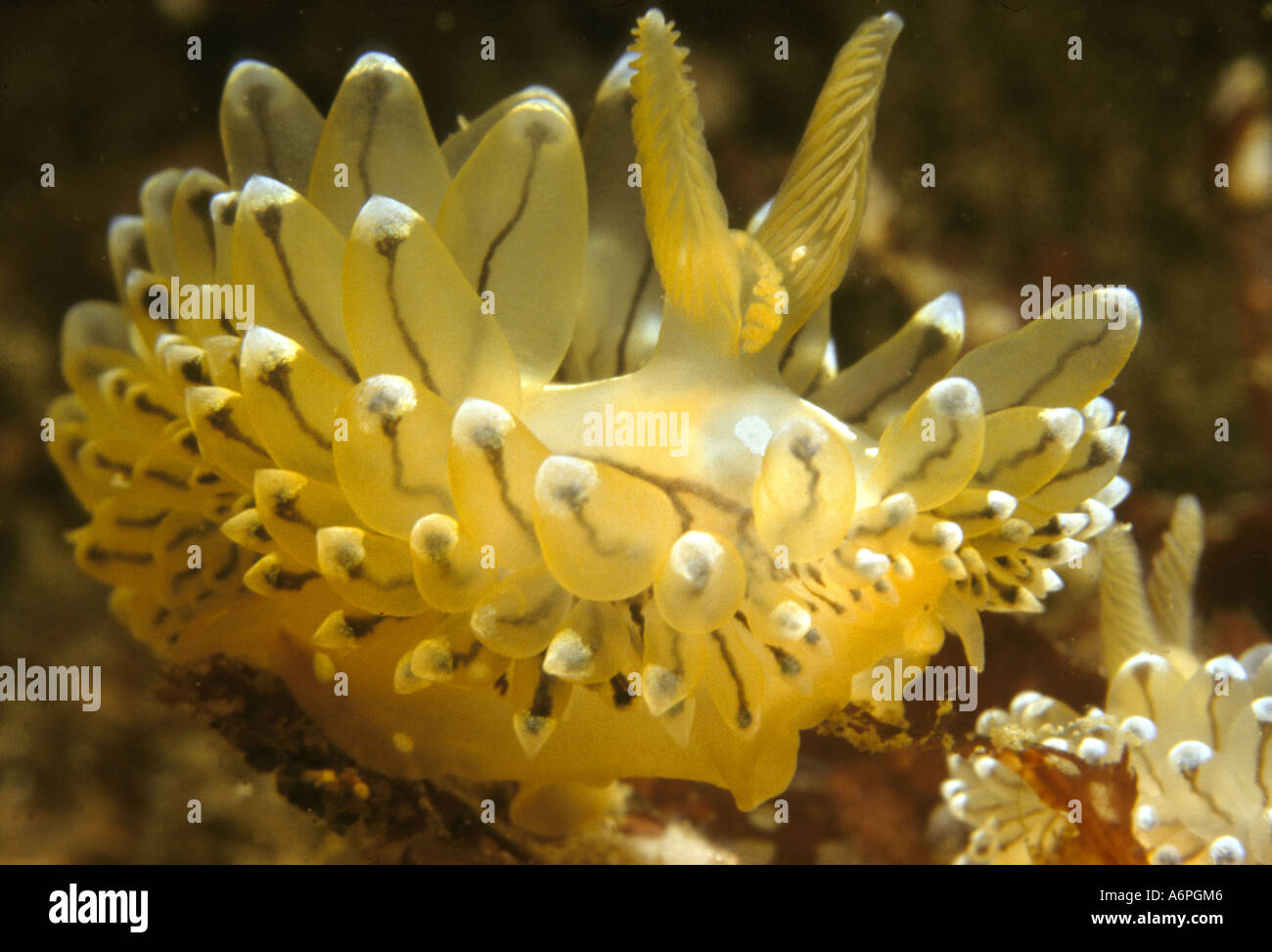 Nudibranch sea slug probably Eubranchus tricolor St Abbs and Eyemouth ...