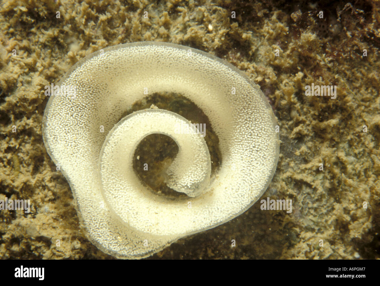 Eggs of Nudibranch sea slug in Wheasel Loch St Abbs and Eyemouth Vol ...